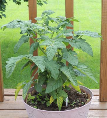 How to Grow Tiny Tim Tomato Seeds. Growing cherry tomatoes, plants by ...