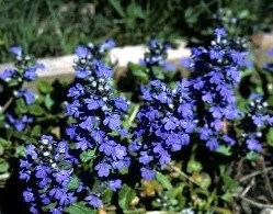 Growing Ajuga, How to Grow Ajugas Evergreen Flowers. By The Gardener's ...