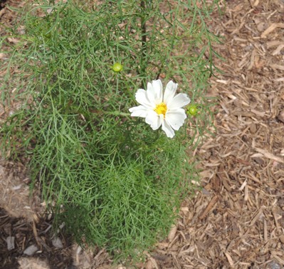 How to Grow Cosmos Flowers, Growing Cosmos Plants from Seeds. By The ...