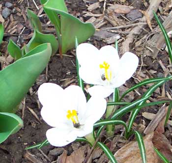 Crocus Flower Pictures Images, Clipart. For a better garden, follow The ...