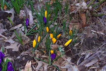 Crocus Flower Pictures Images, Clipart. For a better garden, follow The ...