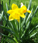 Daffodil Flower Pictures, JPEG Images. For a better garden, follow The ...