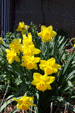 Daffodil Flower Pictures, JPEG Images. For a better garden, follow The ...