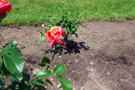 Rose Flower Pictures Images. For a better garden, follow Gardener's ...
