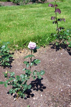 Rose Flower Pictures Images. For a better garden, follow Gardener's ...