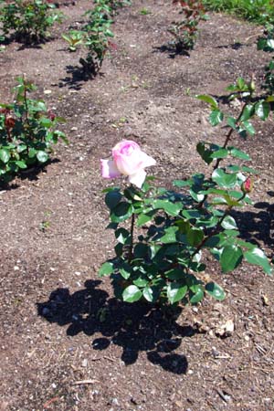Rose Flower Pictures Images. For a better garden, follow Gardener's ...