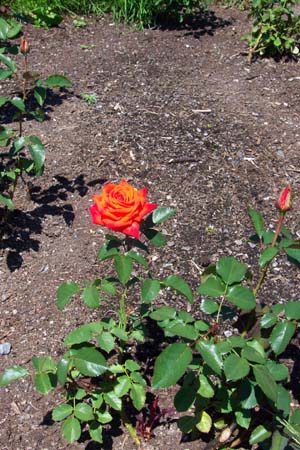 Rose Flower Pictures Images. For a better garden, follow Gardener's ...