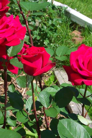 Rose Flower Pictures Images. For a better garden, follow Gardener's ...