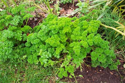 How to Grow Parsley Herb Plant. Growing Parsley Vegetable Herb from ...