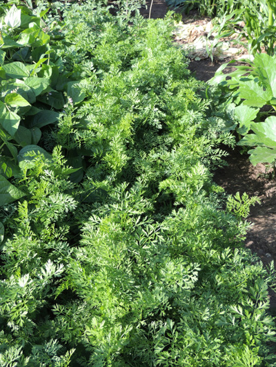 How to Grow Carrots. Growing Carrot from Seeds. The Gardener's Network.