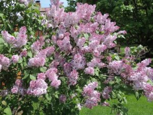 Lilac Propagation. How to Grow New Lilac Plants. Gardener's Net.