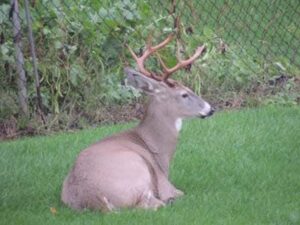 Organic Deer Repellent. How to Keep Deer from Your Garden Organically.