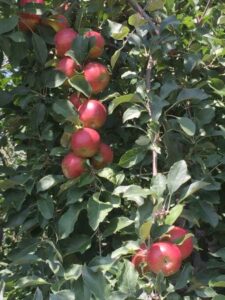 Apple Trivia. Apple Fun and Interesting Facts. By The Gardener's Network.