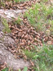 Periodical Cicada Brood Emergence. 13 Year and 17 Year Cicadas.
