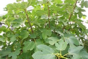 How to Grow Fig Trees. Growing fig trees. The Gardener's Network.