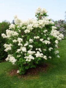 Lilac Disease and Pest Problems for a Healthy Bush.