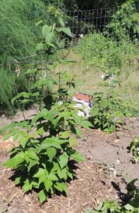 How to Grow Raspberry Bushes. Growing Raspberries.