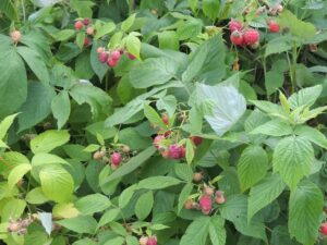 How to Grow Raspberry Bushes. Growing Raspberries.
