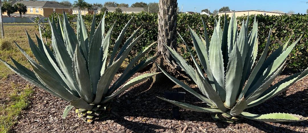 How to Grow Agave Plants. Growing Agave Succulents.