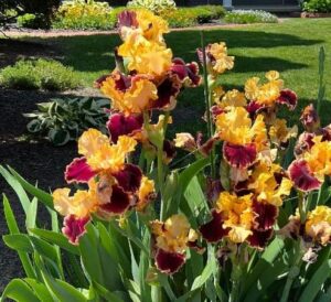 How to Grow Iris Flowers. Growing Perennial Iris Plants.
