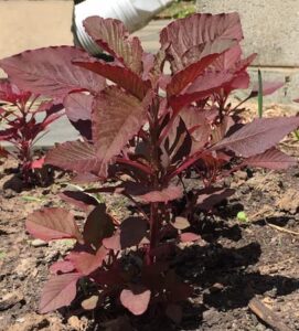 How to Grow Amaranth Flowers. Growing Amaranth Plants, Seeds.