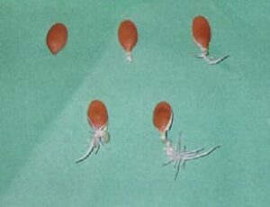 Seed Germination Test. Assure Seeds Will Germinate and Sprout.