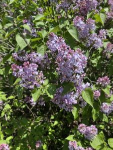 How to Prune Lilac Bushes and When. Pruning Lilacs.