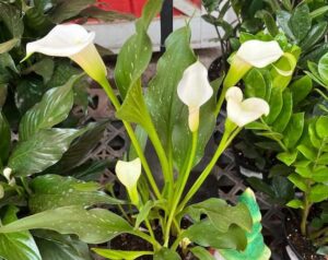 How to Grow Calla Lily Flower. Growing Calla Lilies, Indoors, Out.