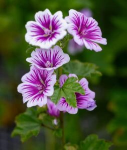 How to Grow Mallow Flowers. Growing Mallow Annuals, Perennials.