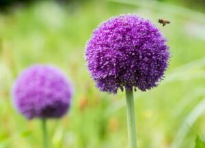 Allium Flowers. How to Grow Ornamental Allium Perennial Plants.