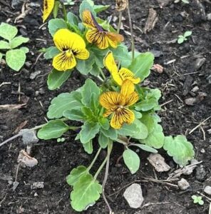 Viola Flowers. How to Grow Viola Perennial Plants.