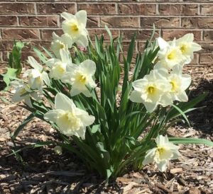 Daffodil Pictures. Images and JPG's. Free to Use Daffodil Flower Pictures.