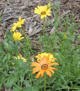 How to Grow African Daisy. Growing African Daisies Annual Flower.