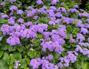 How to Grow Ageratum Flowers. Growing Ageratum Annual Plants.