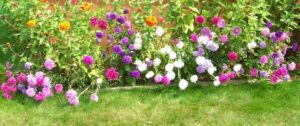 How to Grow Aster Flowers. Growing Perennial Aster Plants.