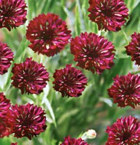 How to Grow Bachelor Button Flowers. Growing Bachelor Buttons.