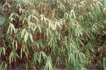 How to Grow Bamboo. Growing Bamboo, Invasive Plant that Pandas Love.