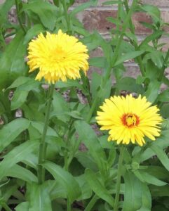 How to Grow Calendula Flowers. Growing Calendula Flower Plants.