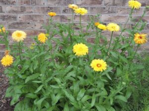 How to Grow Calendula Flowers. Growing Calendula Flower Plants.