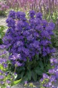 How to Grow Bellflower Flowers. Growing Perennial Bellflower Plants.