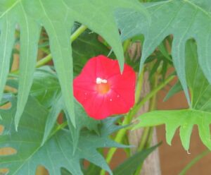 How to Grow Cardinal Climber Flowers a Fast-Growing Vining Plant.