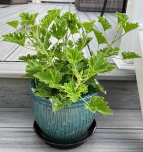 Citronella, the Mosquito Plant. How to Grow Citronella Flowers, Perennial.