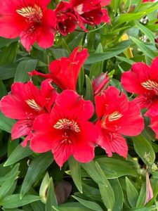 How to Grow Colorita Flowers., Peruvian Lily. Growing Colorita.