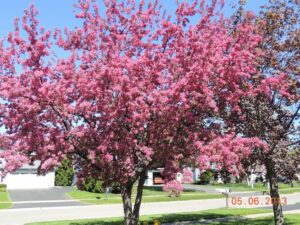 Crab Apple Trees. How to Grow Crab Apple Trees. Ornamental.