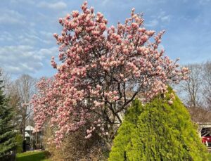 Magnolia Tree Care. How to Grow Magnolias. By The Gardener's Network.