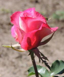How to Grow Roses. Rose Bush Growing, Care. Gardener's Net.