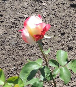 Rose Pictures. Images, JPG's. Free to Use Rose Flower Pictures.