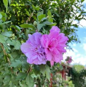 Rose of Sharon Bush. How to Grow Rose of Sharon Bushes.