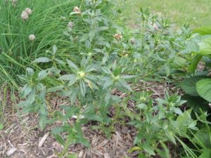 How to Grow Safflower growing Annual Safflower Plants.