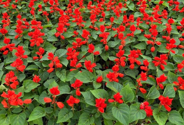Salvia Plant How to Grow Salvia Flowers. Growing Plants